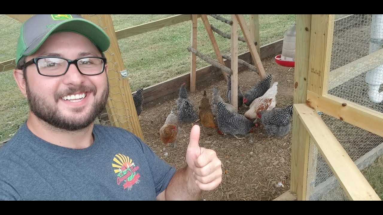 6 Month Chicken Update - YouTube