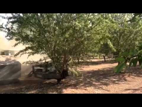 Shaking Almonds Off the Tree - YouTube