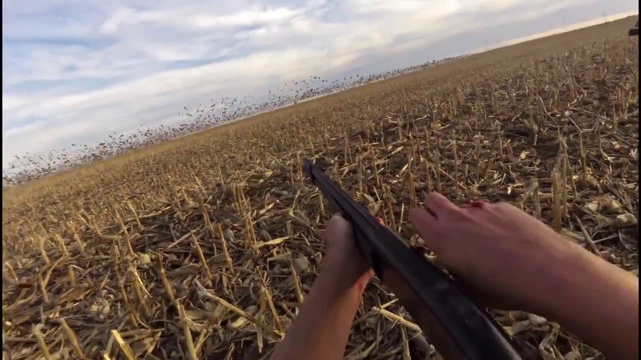 2016 Snoow Goose Jump 440 Birds - YouTube