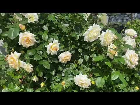 Rosenportrait Edelrose Anastasia
