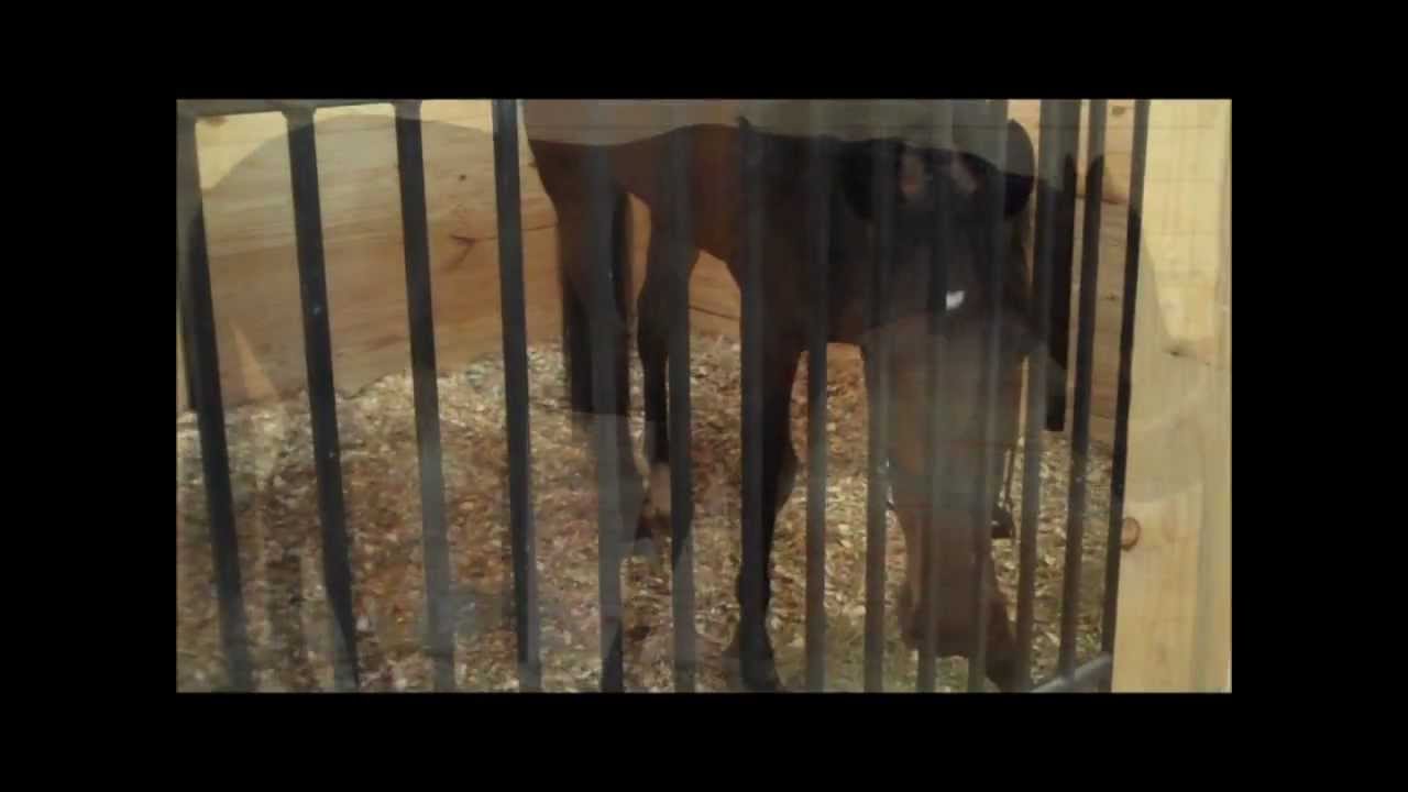 Wingate Training Center - YouTube