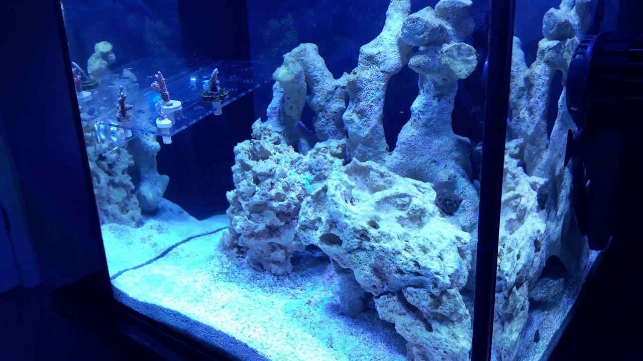 SPS Nano reef tank 25 gal new tank - YouTube
