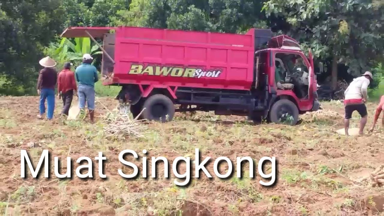 Muat Singkong - YouTube