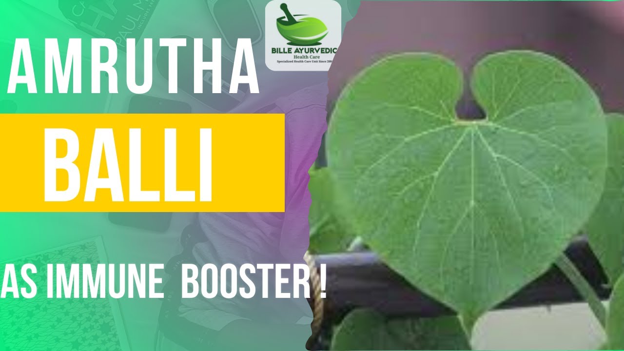 AMRUTHABALLI AS A IMMUNE BOOSTER || BILLE AYURVEDIC HEALTH CARE - YouTube