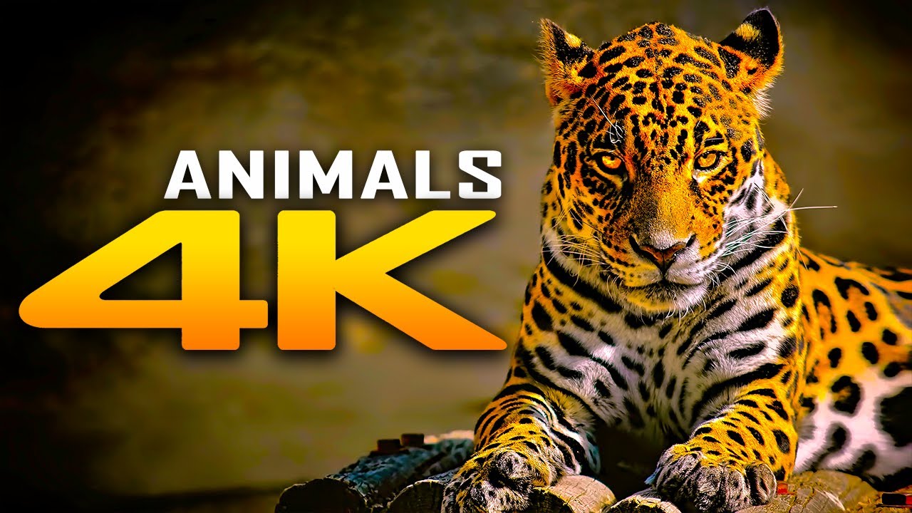 Animals Around the World in 4K: Spectacular Scenes of Wildlife in Ultra ...
