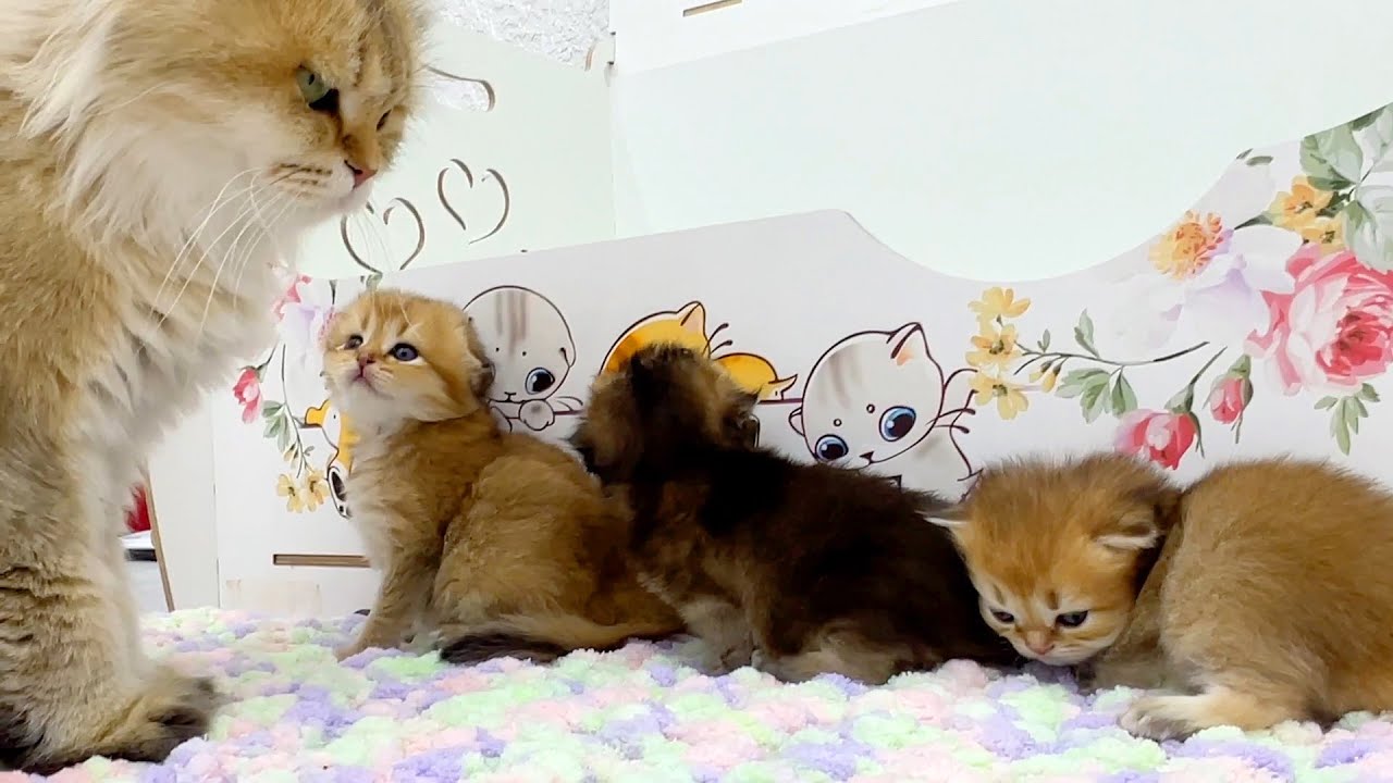 Well-behaved kittens line up for momma cat's love and milk - YouTube