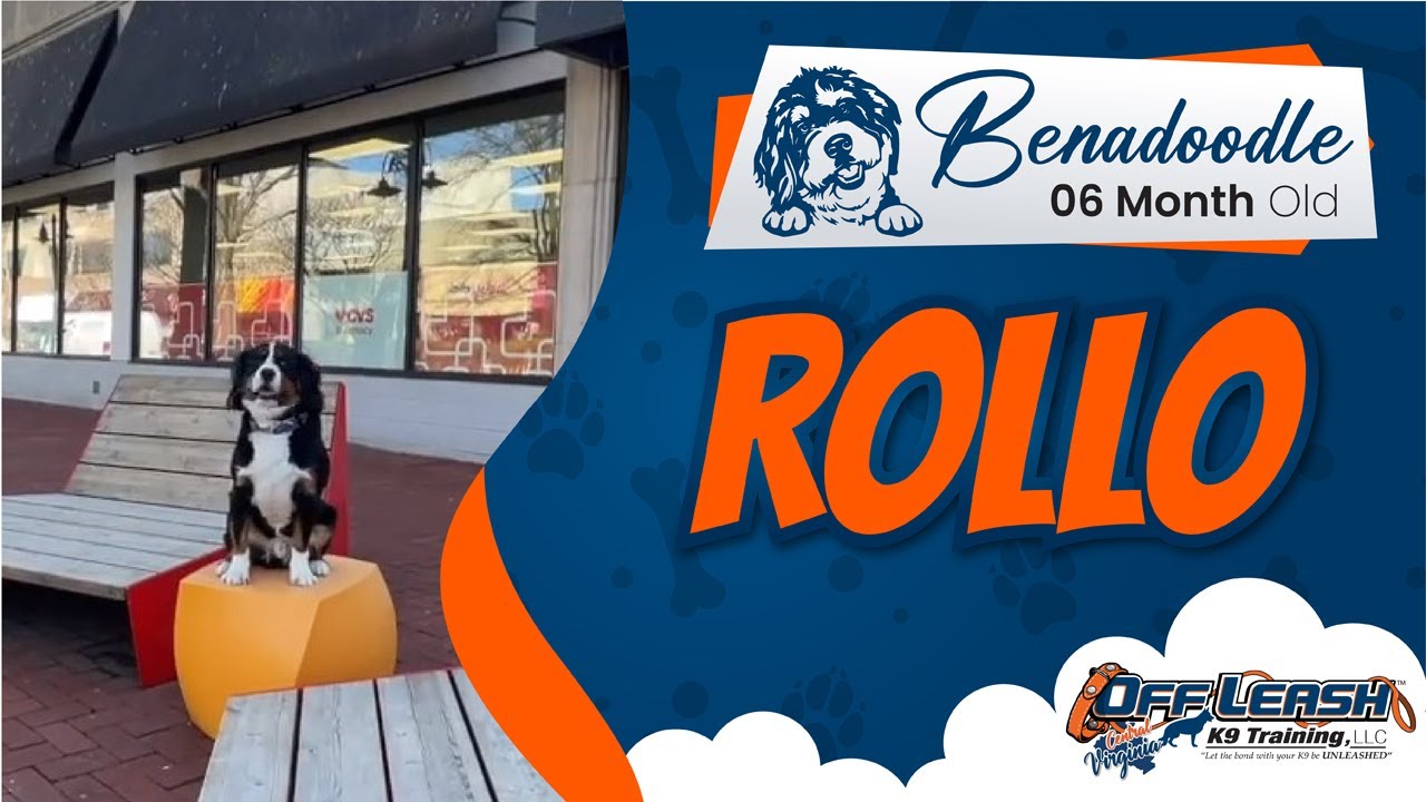 Rollo 6mo Benadoodle | woodbridge Va. | Best dog Trainer | Off Leash K9 ...