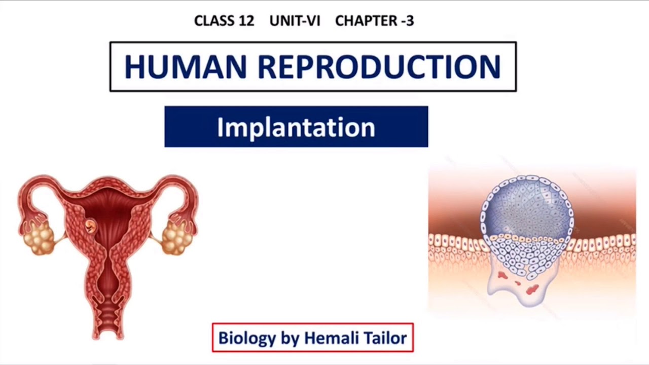 Class 12 | NEET | Human Reproduction || Implantation | Hemali Tailor ...