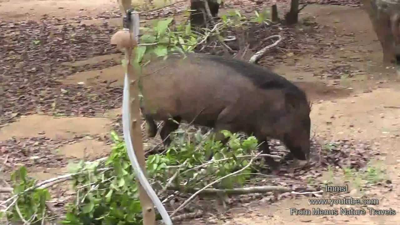 Nature and Trees Birds - Relax With Nature - Wild Boars - YouTube