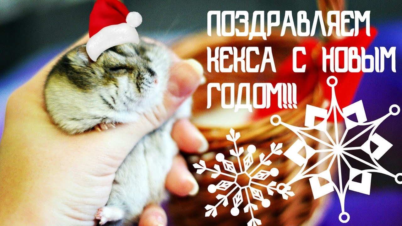 ПОЗДРАВЛЯЕМ КЕКСА С НОВЫМ ГОДОМ!!! | ПОКА 2016 | KEKC CHANNEL - YouTube