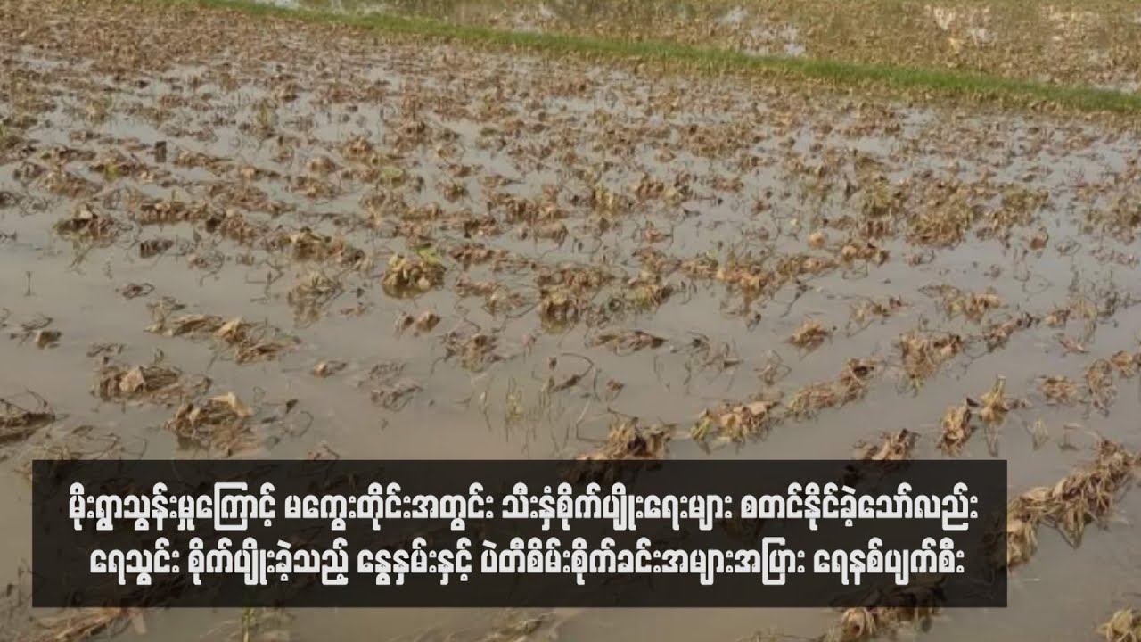 ဆိုင်ကလုန်းမိုခါ အရှိန်ဖြင့် မိုးရွာသွန်းမှုကြောင့် မကွေးတိုင်းအတွင်း