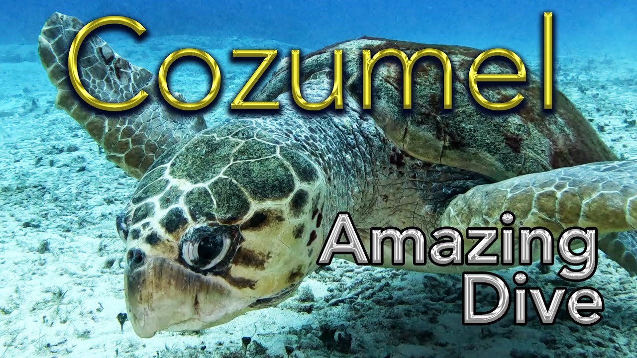 Amazing Diving Moments -Sea turtles, stingrays, moray eels, lobsters ...
