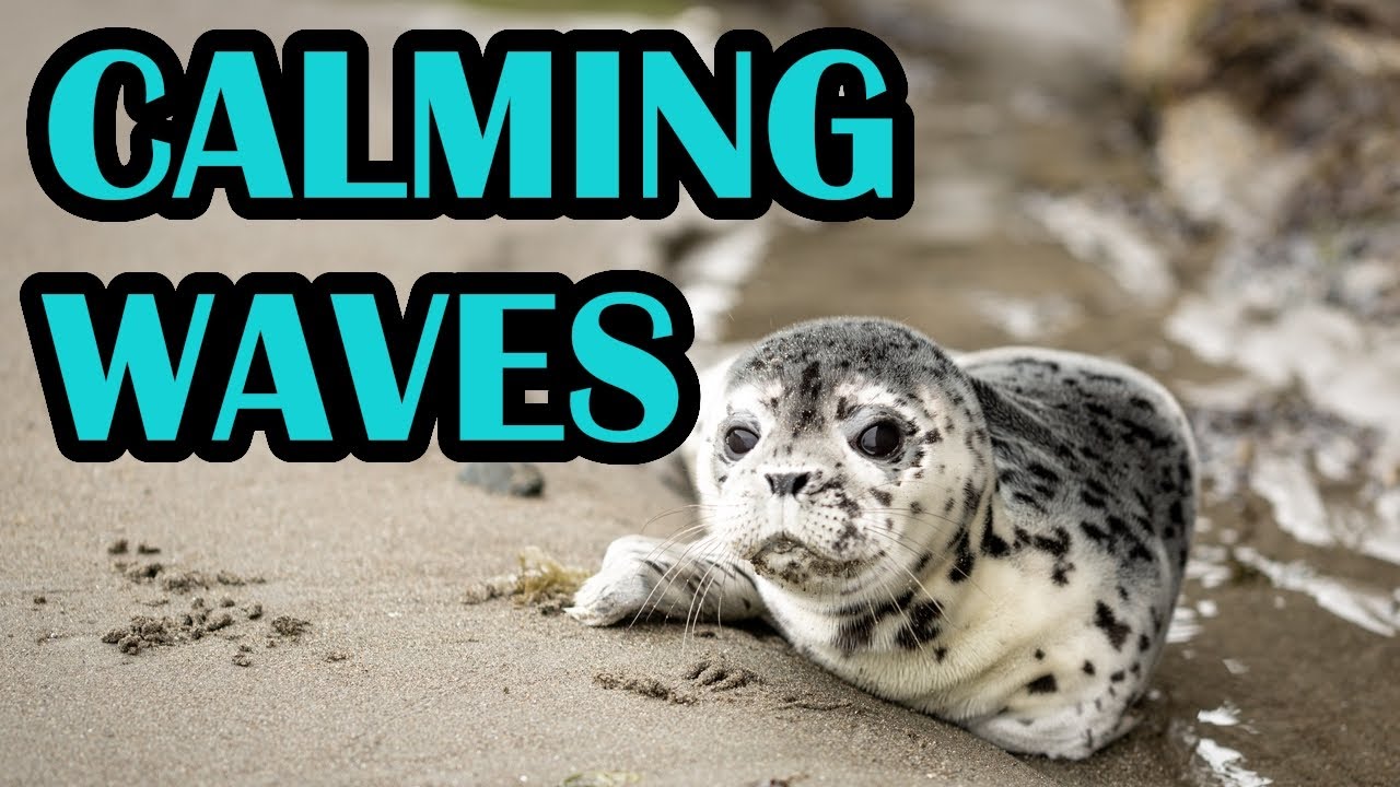 Real Ocean Waves, Relaxing, Calming, Non-Repeating Sounds | 2 Hours ...