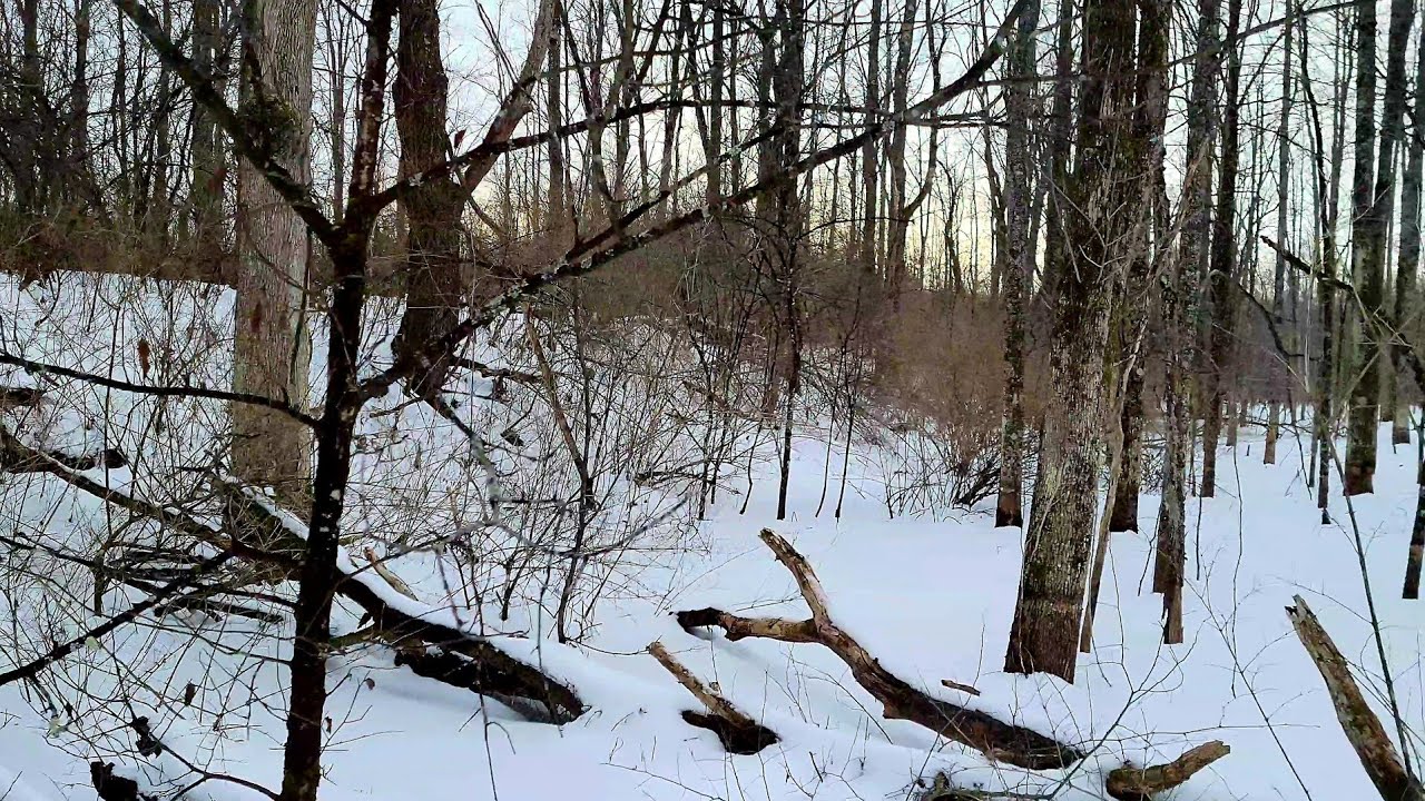 Clinton's Ditch Black Snake in Verona | One of best remaining sections ...