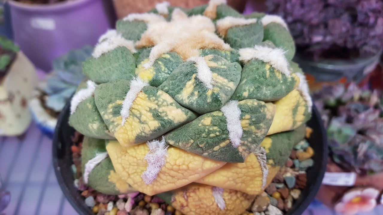 Ariocarpus Variegated. Rare Beauty!!! - YouTube