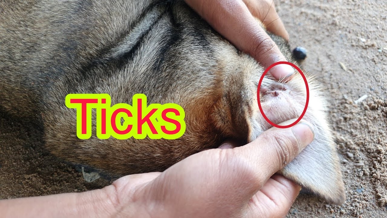 ticks dog ear #tick #pets #animals #puppy - YouTube