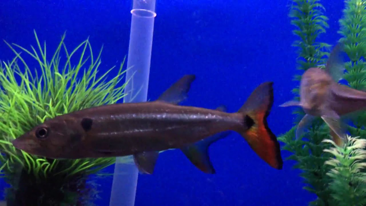 Red Tail Barracuda - YouTube