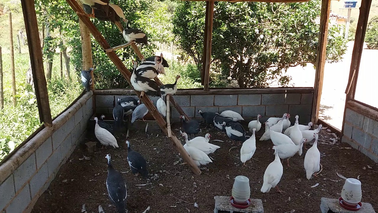 Galinha da Angola, Cocá, Guiné, Capote, Galinhola. - YouTube