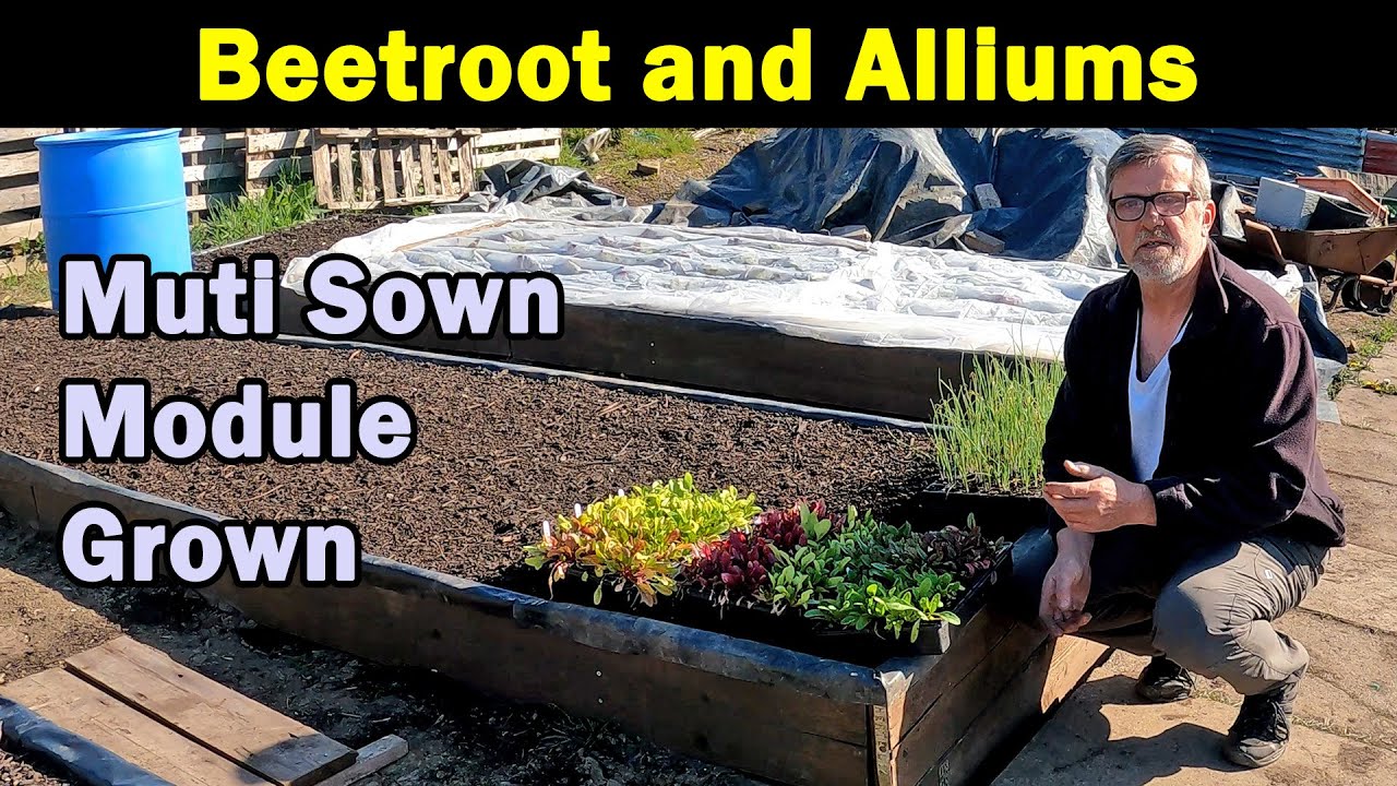 Beetroot | Onions | Shallots | Multi Sown Modules | Green Side Up - YouTube