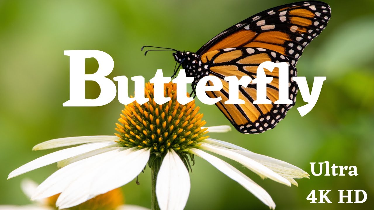 Butterfly Beautiful Relaxing Music | Soothing Music | Deep Focus Music ...