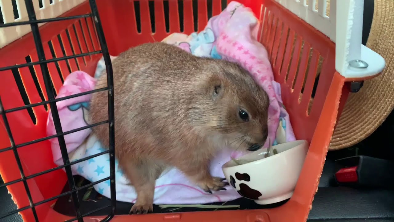 อั่งเปานั่งรถ ตากแดด Aungpao Prairie Dog | Ep.88 - YouTube