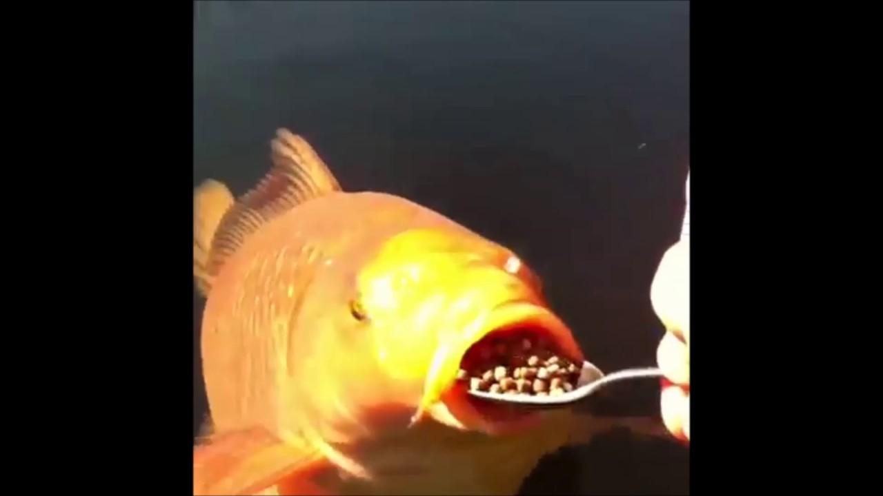 Funny Fishing Videos #1 - Pesce mangia con il cucchiaio (Fish eat with ...