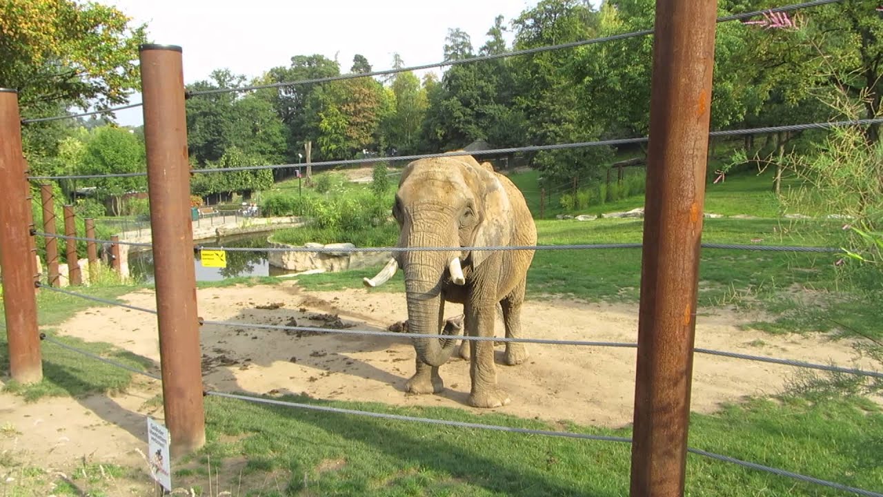 Opel-Zoo Kronberg - YouTube