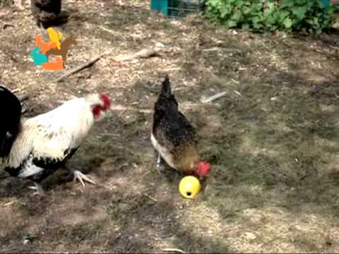 Chicken fun - YouTube