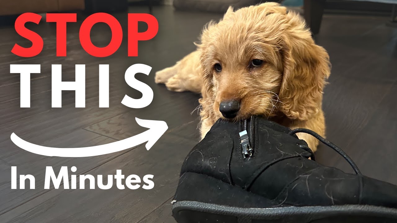 Biggest Mistakes Puppy Owners Make - YouTube