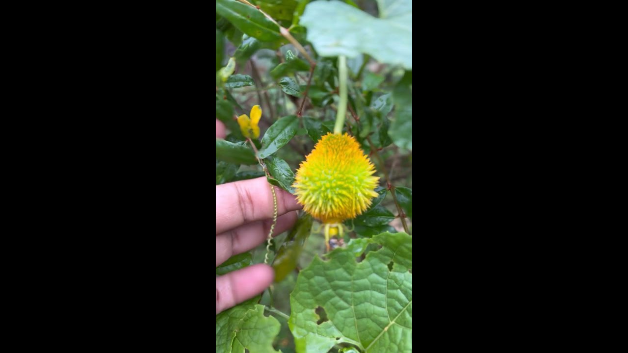 Spiny Gourd in the Garden 😍|| Satisfying and Relaxing video || #nature ...
