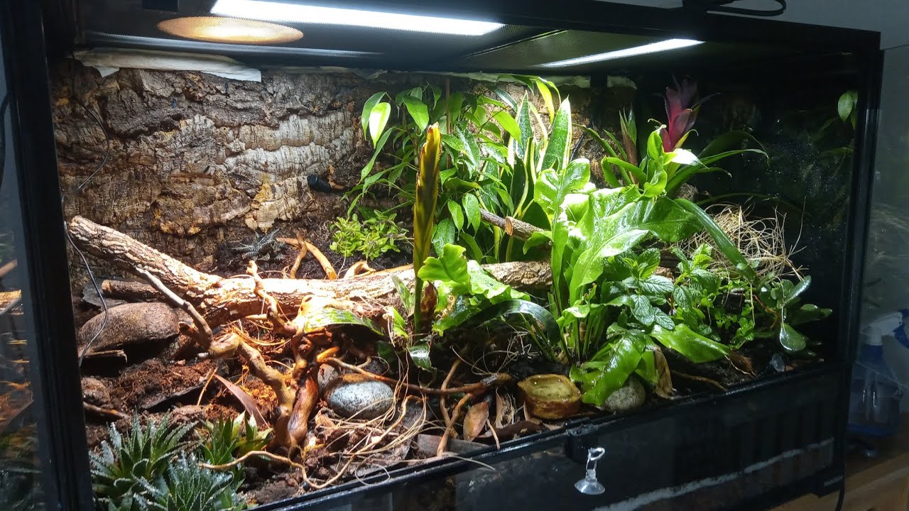 Quick Guide to Live Plants in an Arid, Bioactive Terrarium. - YouTube