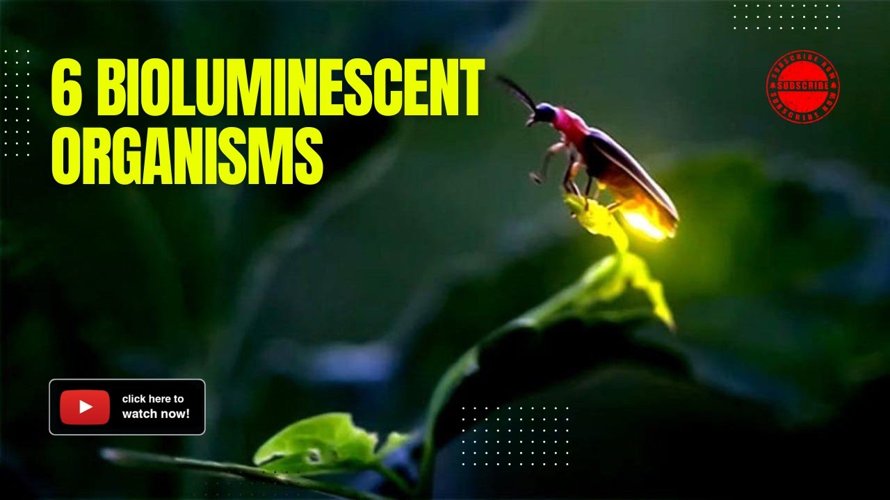 How to Glow Like These 6 Bioluminescent Organisms - YouTube
