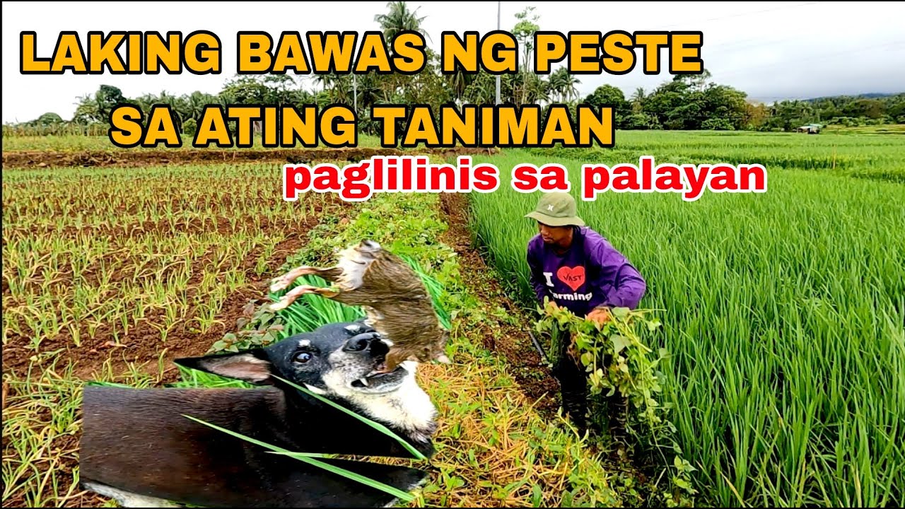bawas peste dahil sa mga alagang aso paglinis ng palayan - YouTube