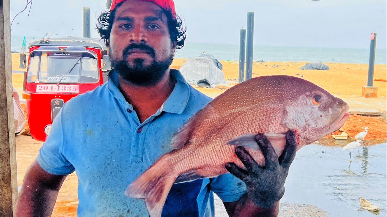 Huge Bulberlips Snapper Fish Cutting Skill | Fastest Snapper Fish ...