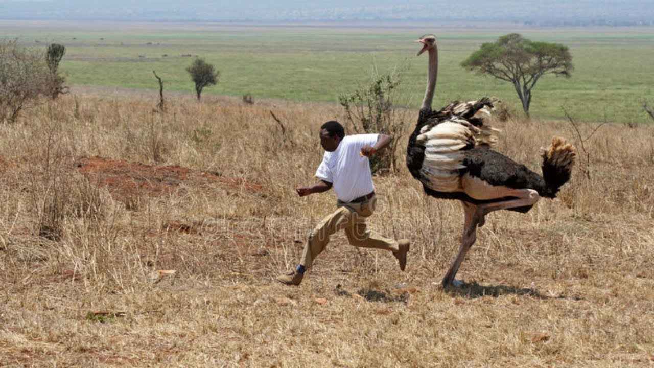 Ostrich Nearly Destroys Man Then it Gets Increasingly more SCARY - YouTube