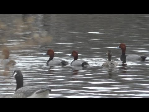 Goose and Redheads - YouTube