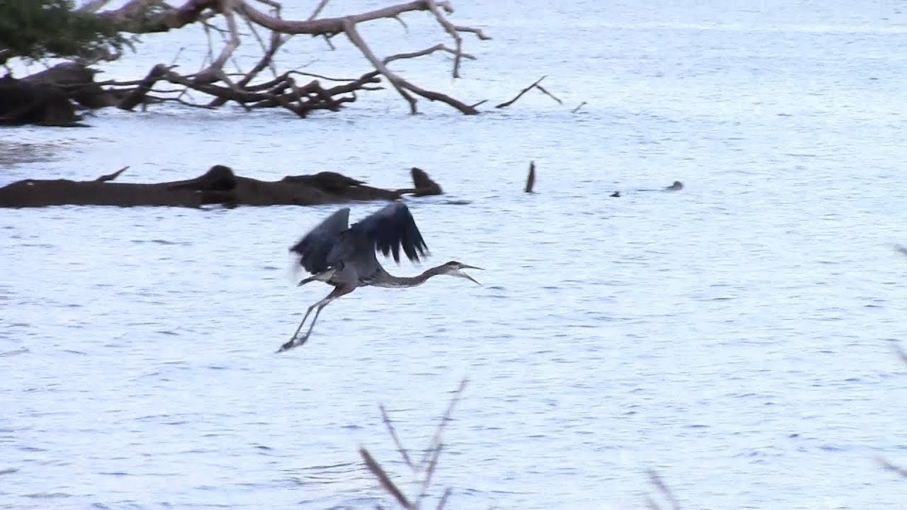 Angry heron - YouTube
