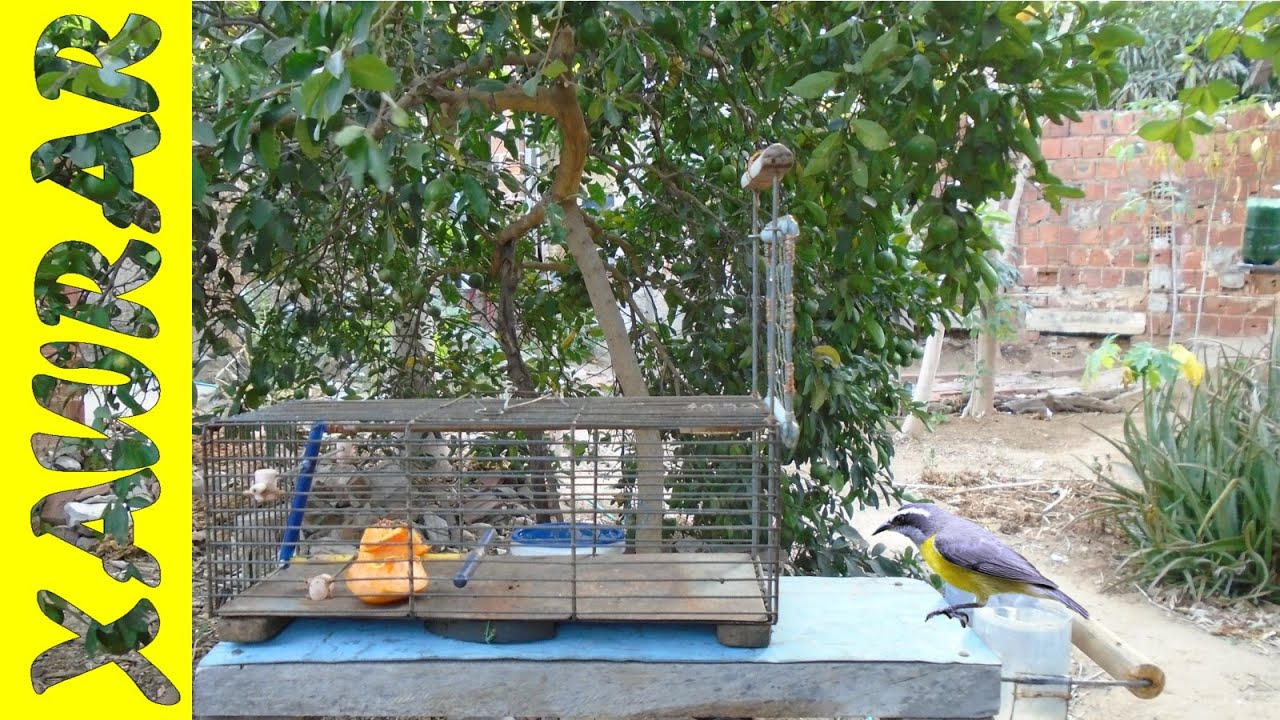 How to Make a Smart Bird Trap Using a Small Cage? - YouTube