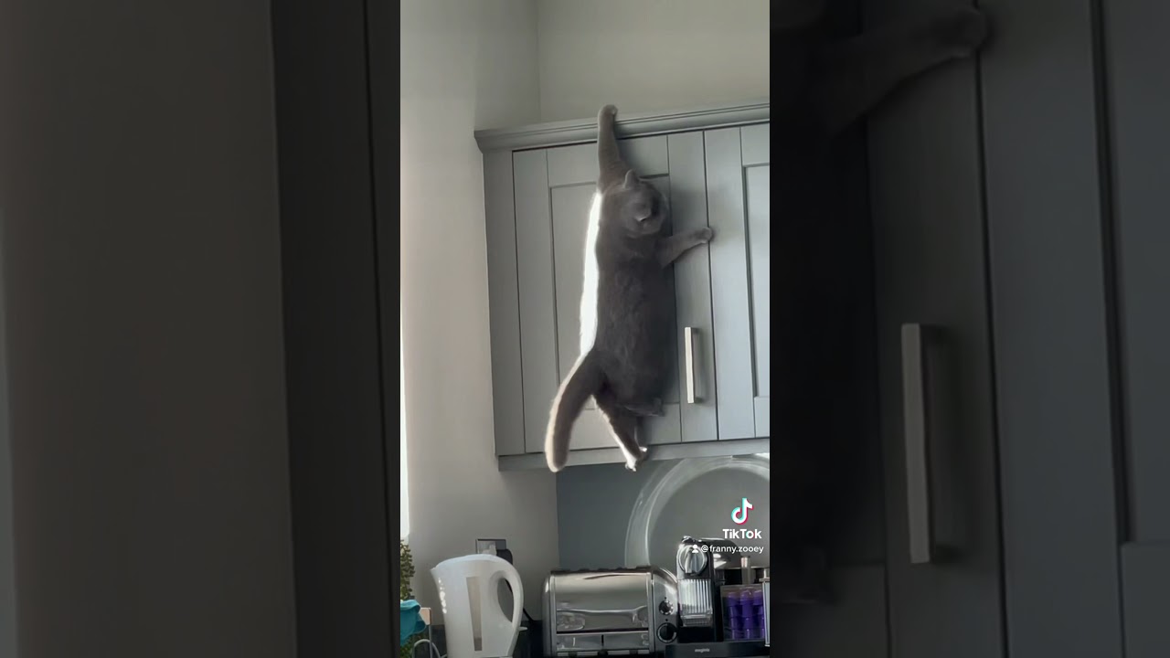 My cat hanging by his paws😳 - YouTube