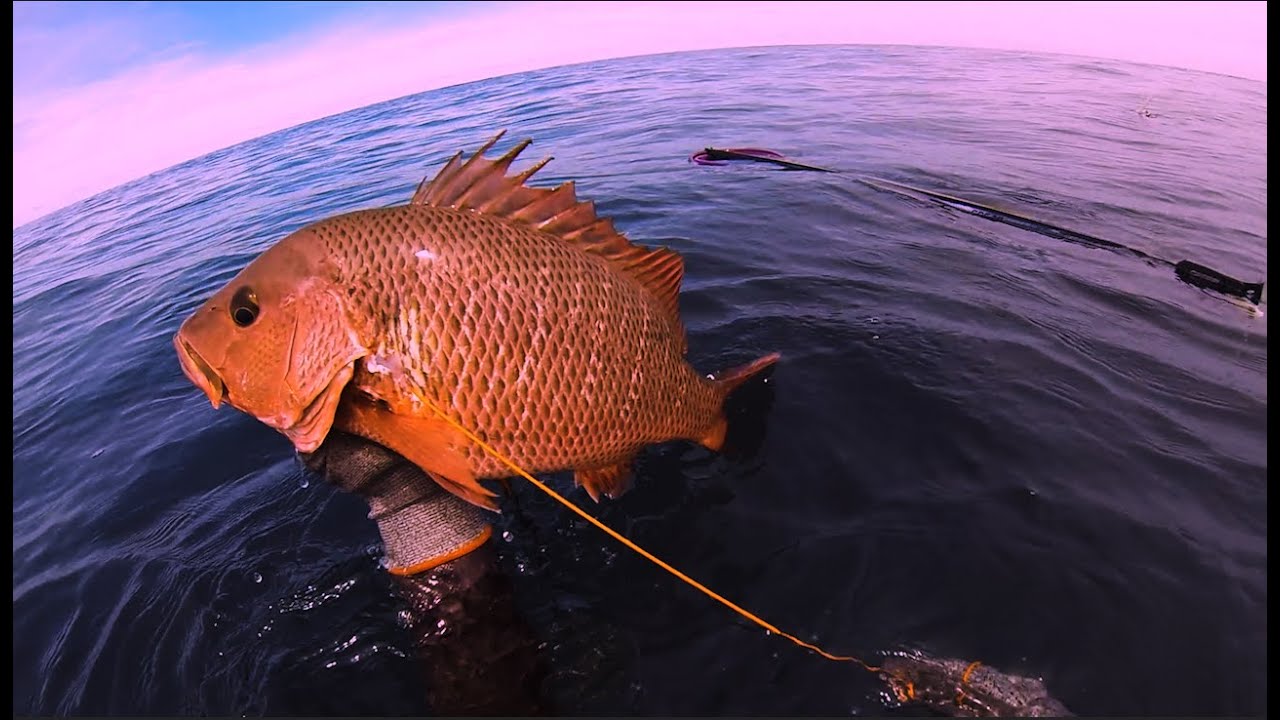 Spearfishing Mangrove Jack, Berburu di sarang ikan tengar - YouTube