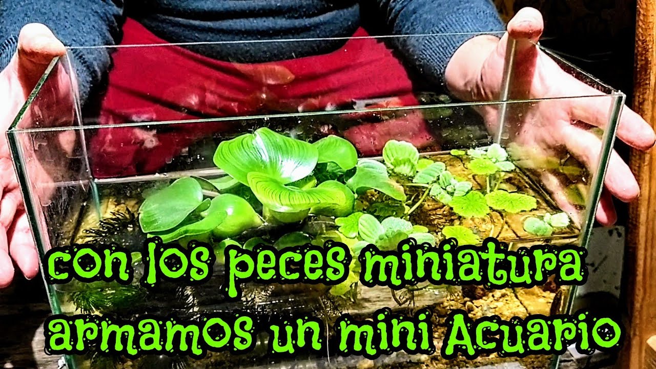 Armamos un mini Acuario o pecera de 15 lt con los peces miniatura - YouTube