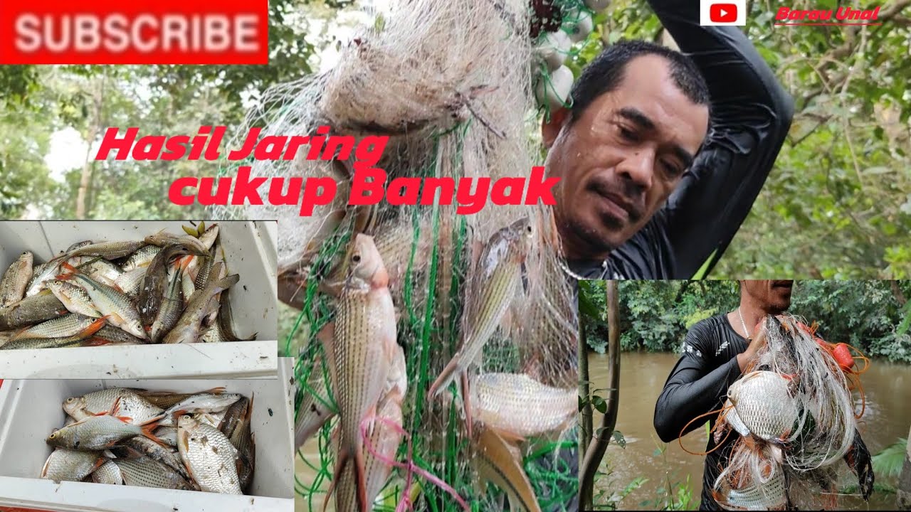 Hasil Jaring Cukup Banyak..Hari Terakhir Camping Di Kahang.3 Hari 2 ...