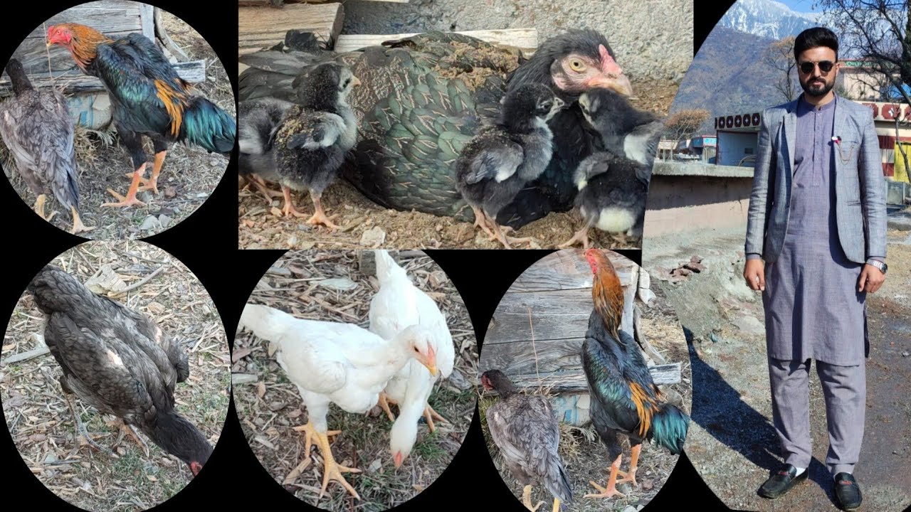 Aseel Shamo birds paper white king size Shamo | Blue line hens ...