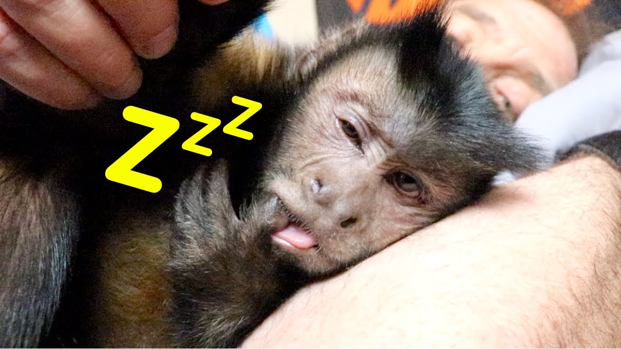 Capuchin Monkey Nap Time Routine! - YouTube