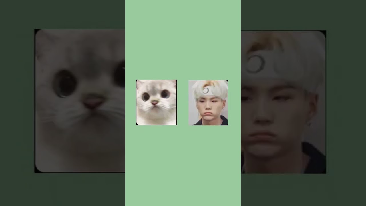 suga and cat same reaction 😂🤣 #bts #suga #btsarmy - YouTube