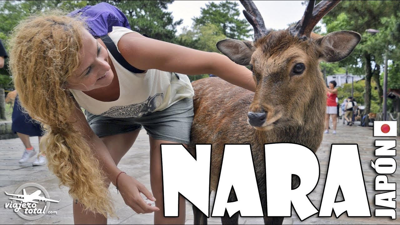 NARA: Ciervos y templos en la antigua capital de Japón - YouTube