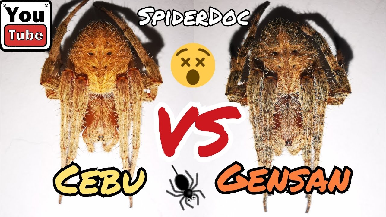 CEBU vs GENSAN. Classic Spider Fight Habang nasa Clinic. Mabilis na ...
