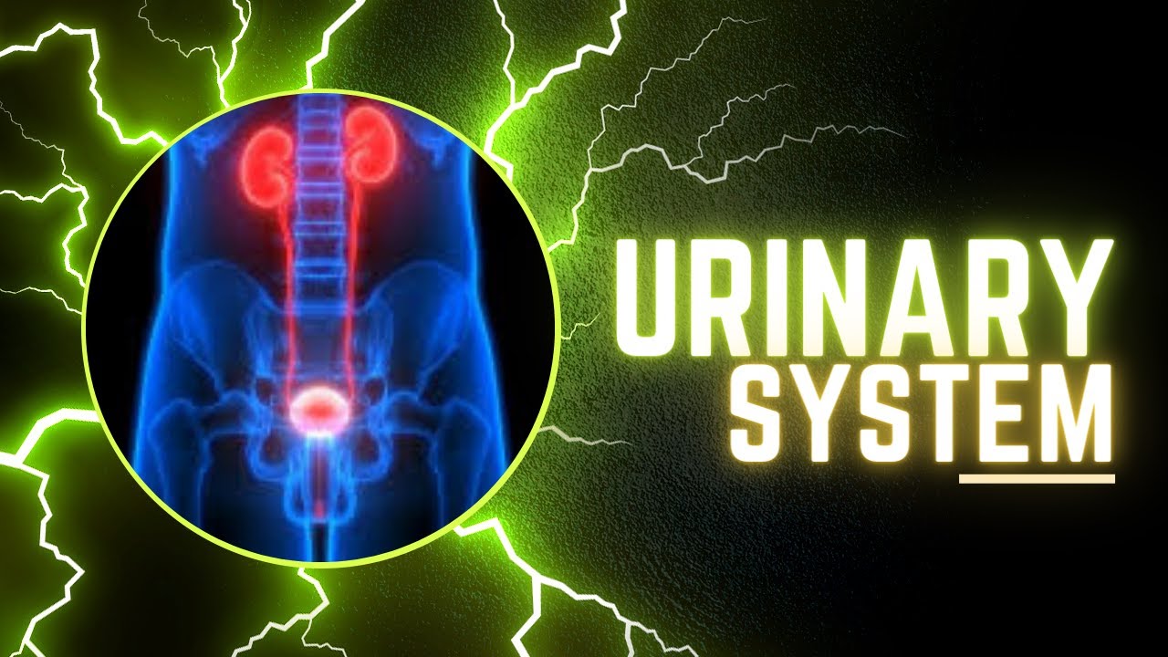 Organ System of the Body: URINARY SYSTEM - YouTube