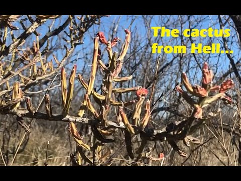 7 Native Texas Cactus Varieties You NEED to Know! A Complete Guide