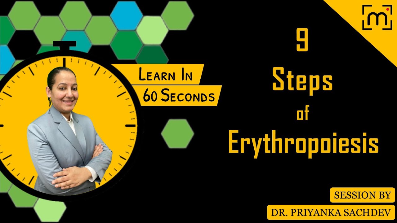 1 minute learning: 9 Steps of Erythropoiesis: The Cellular Process That ...